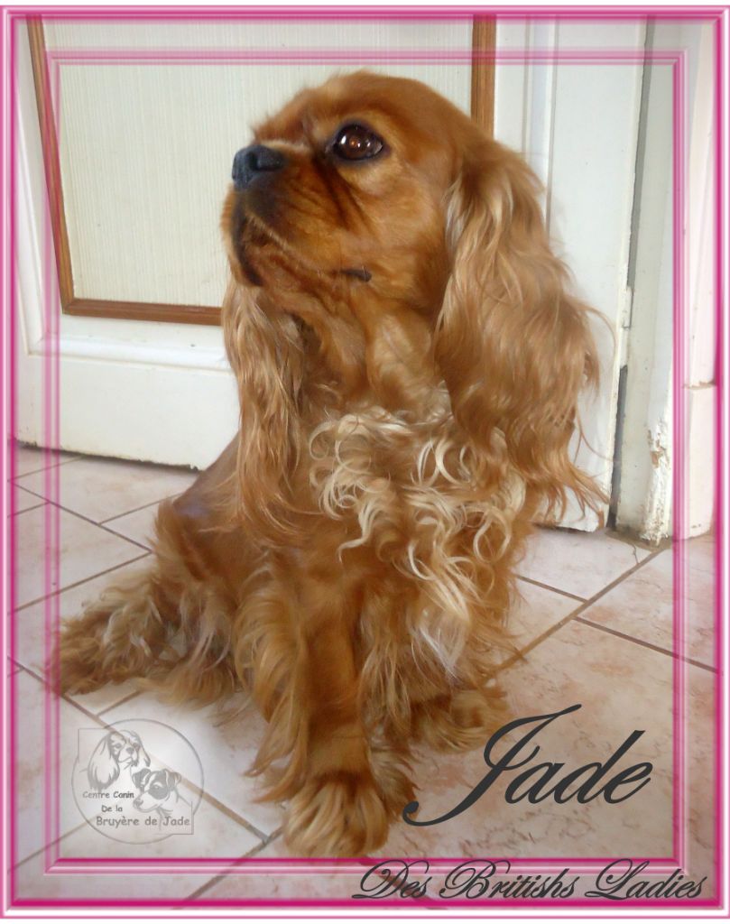 Retraités - Elevage de la bruyère de jade - eleveur de chiens Cavalier ...