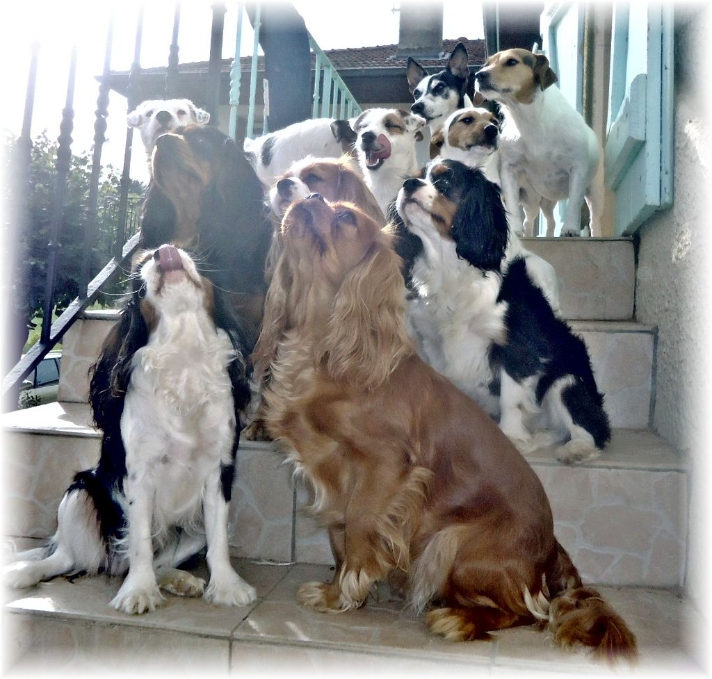 Retraités - Elevage de la bruyère de jade - eleveur de chiens Cavalier ...