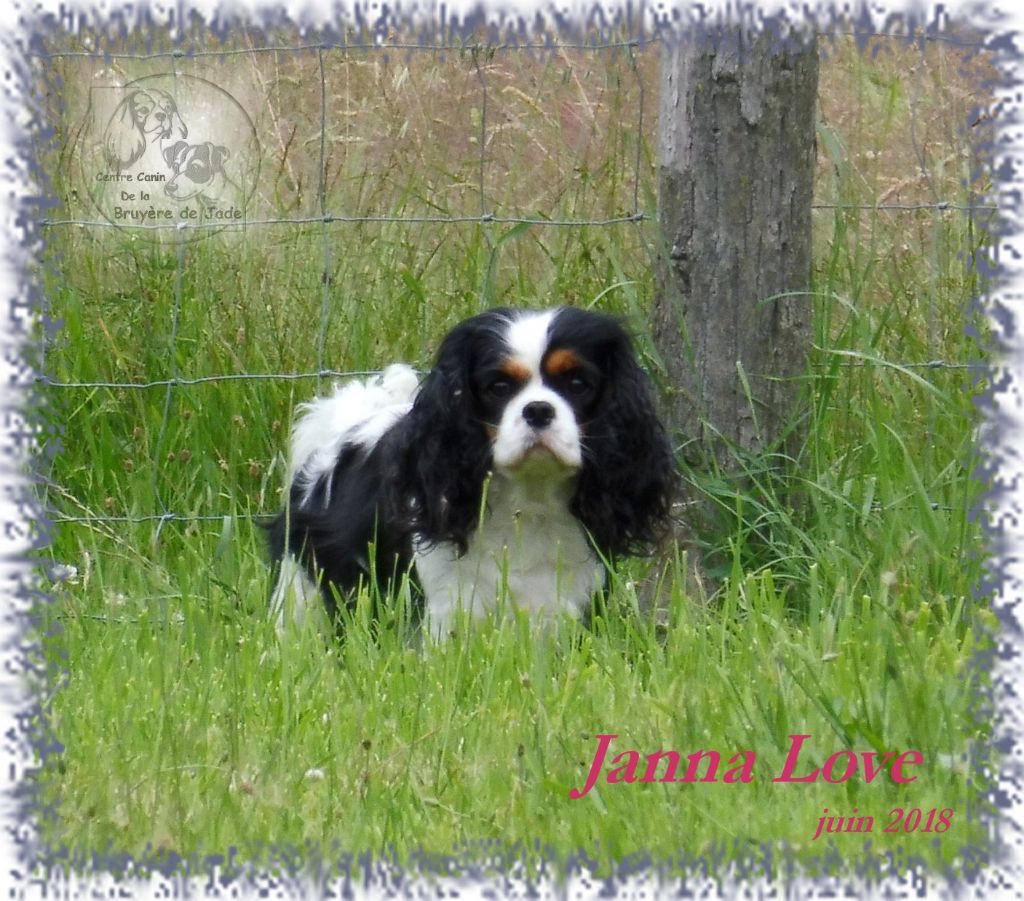 Retraités - Elevage de la bruyère de jade - eleveur de chiens Cavalier ...